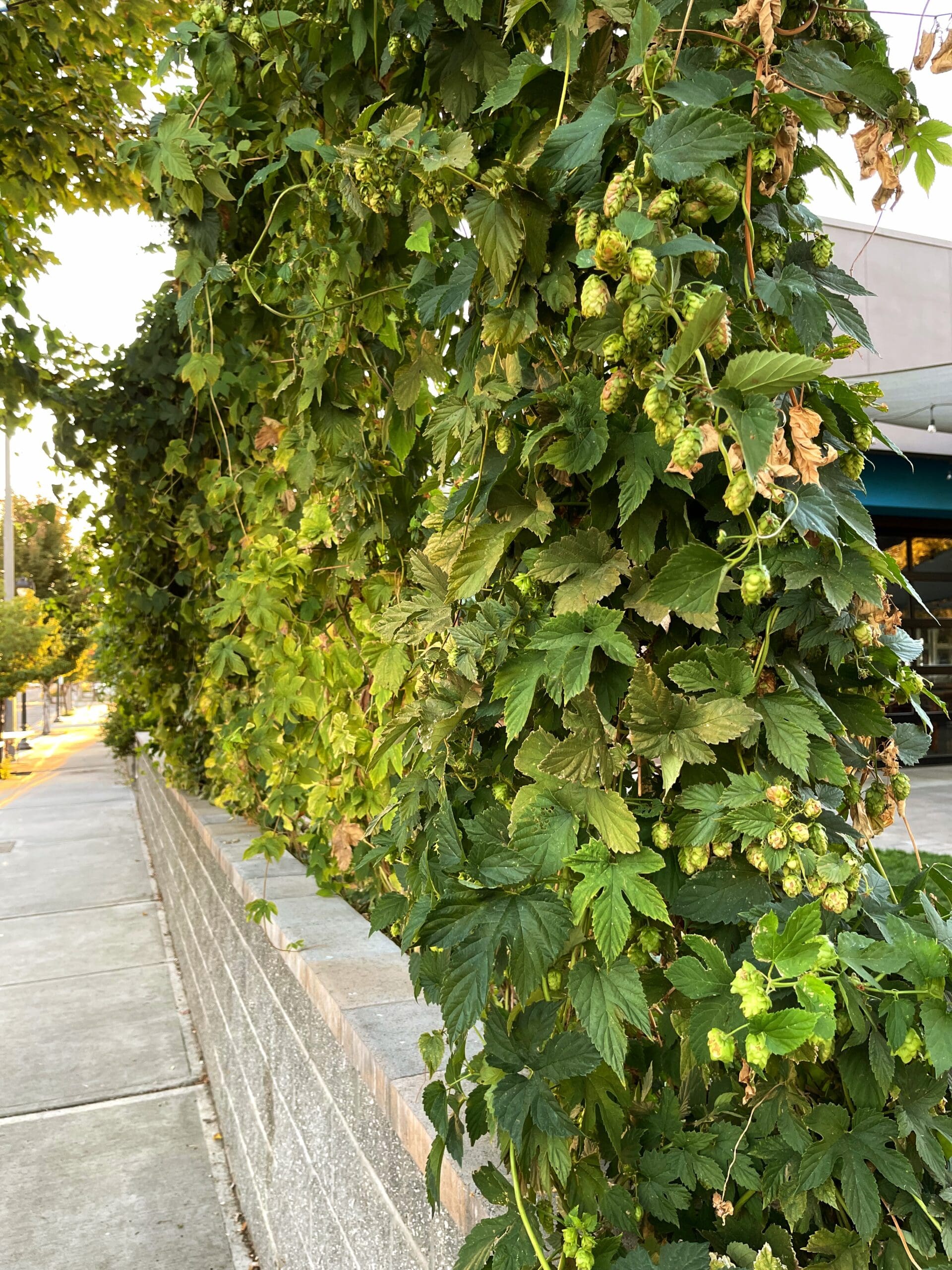 SINGLE HILL BREWING - YAKIMA, WA - beerblogIN